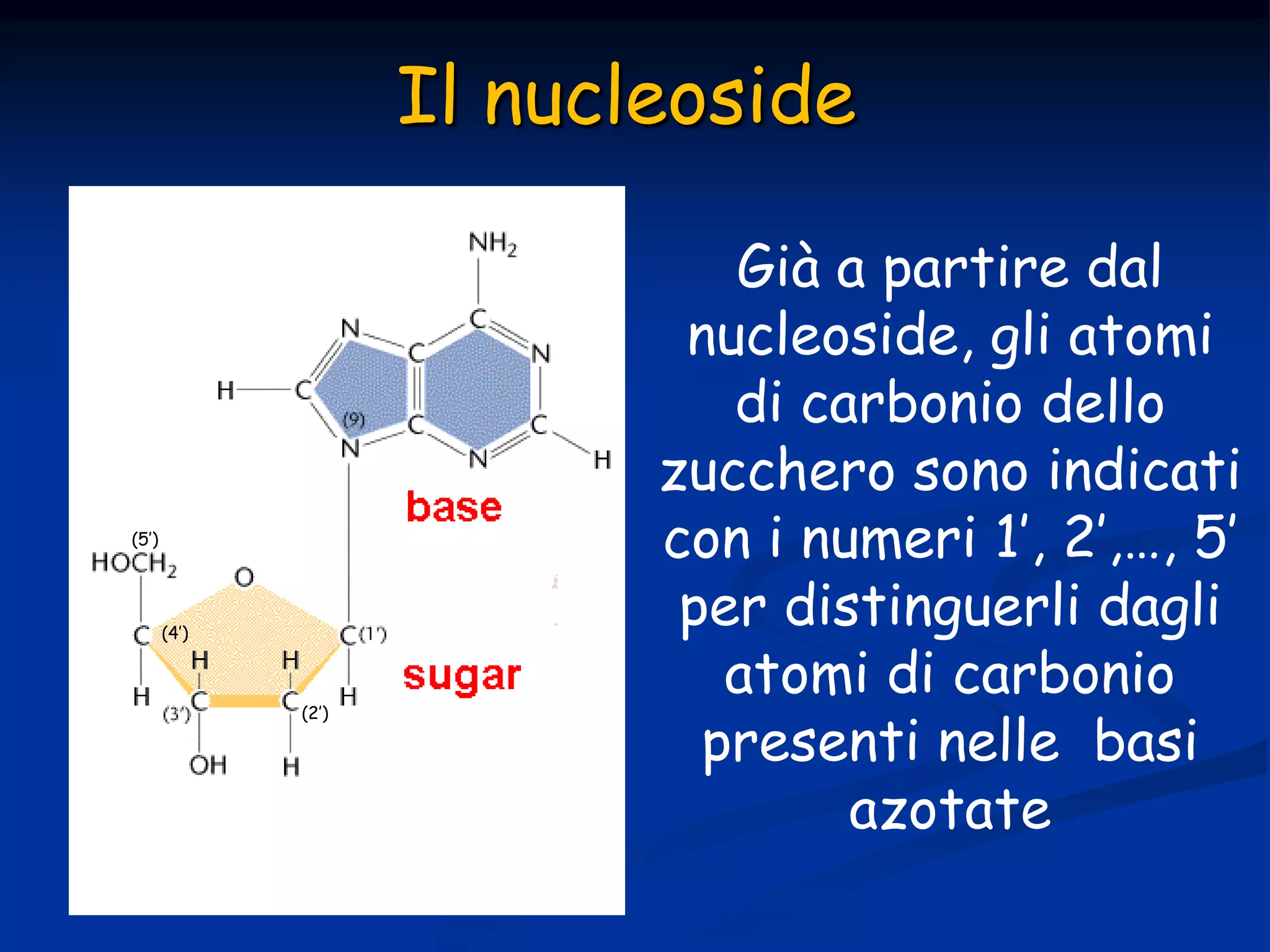 Il DNA: struttura, funzione e replicazione | PPTX