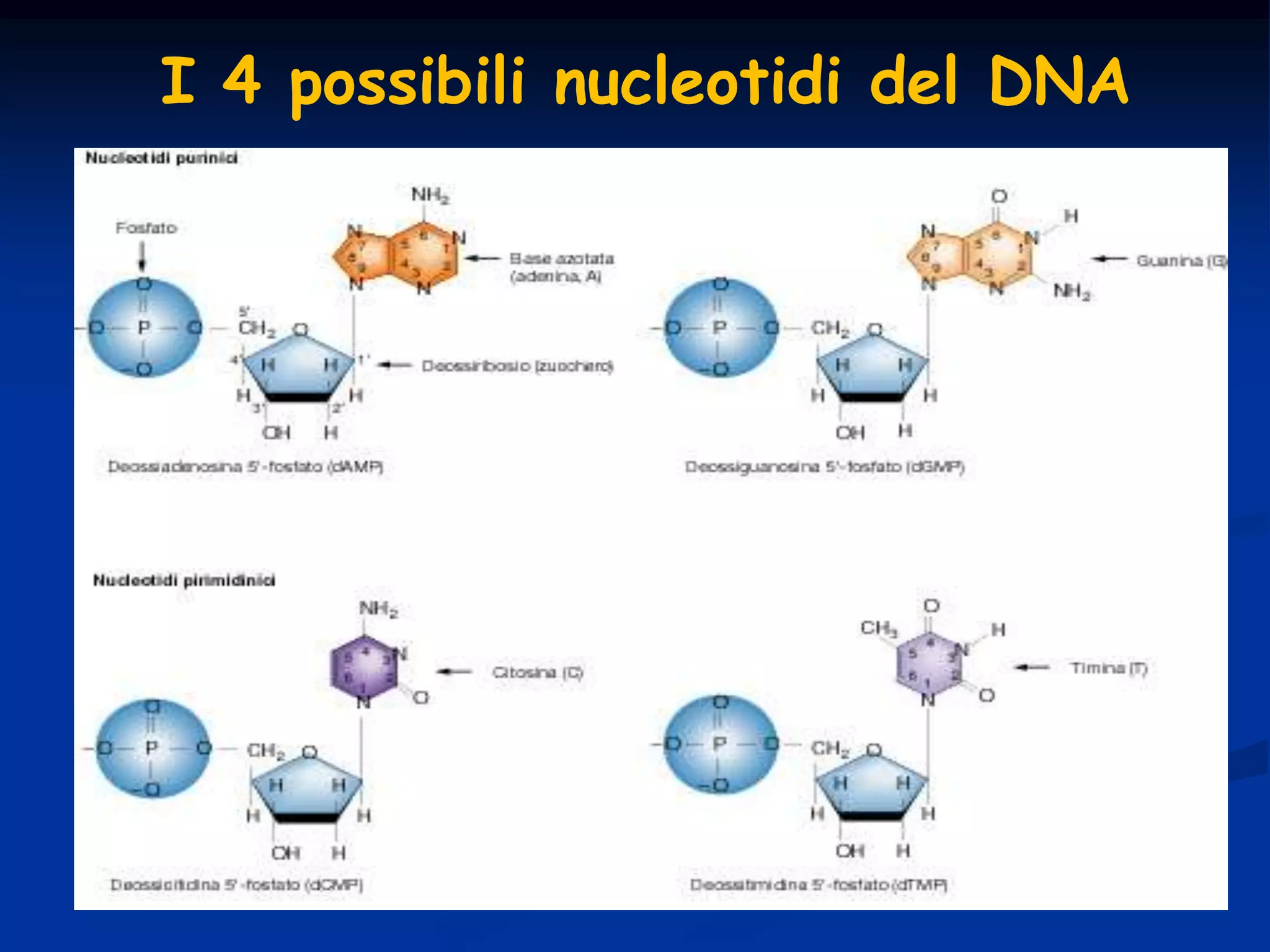Il DNA: struttura, funzione e replicazione | PPTX
