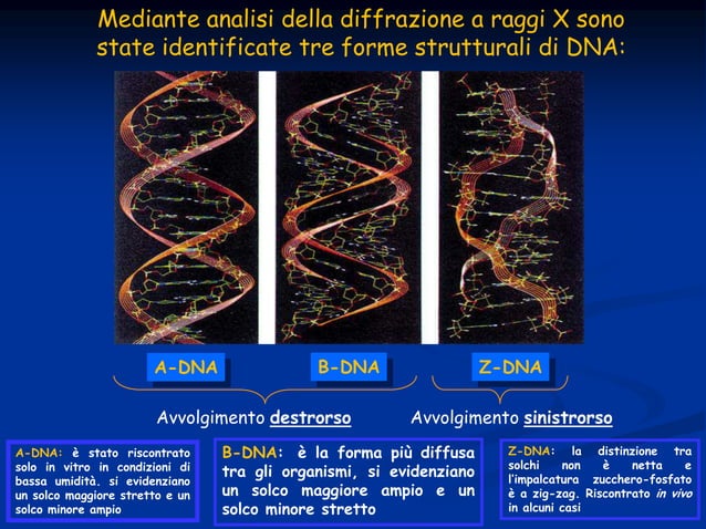 Il DNA: struttura, funzione e replicazione | PPTX