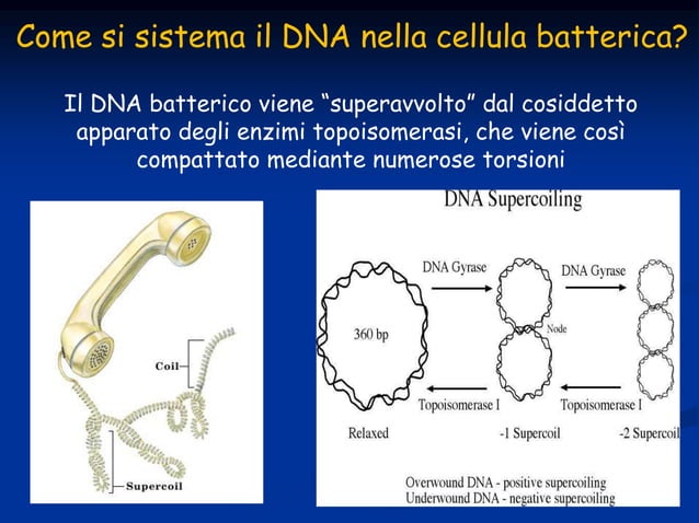 Il DNA: struttura, funzione e replicazione | PPTX