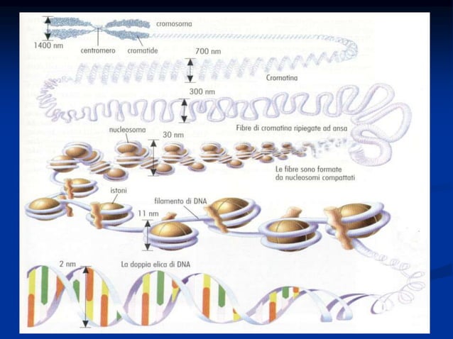 Il DNA: struttura, funzione e replicazione | PPTX