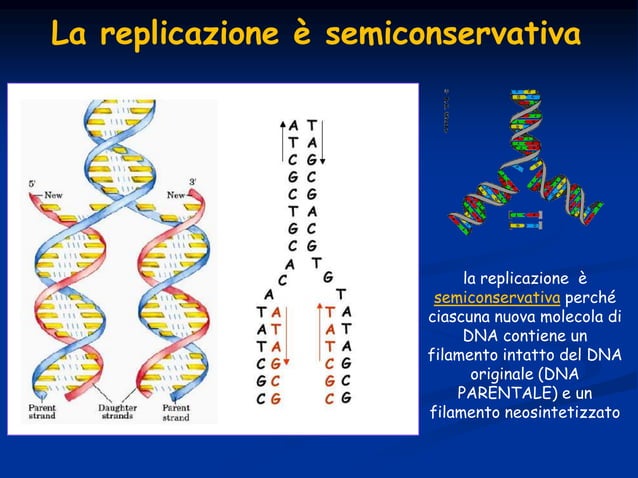 Il DNA: struttura, funzione e replicazione | PPTX