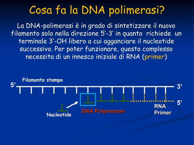 Il DNA: struttura, funzione e replicazione | PPTX