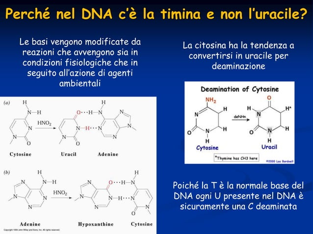 Il DNA: struttura, funzione e replicazione | PPTX