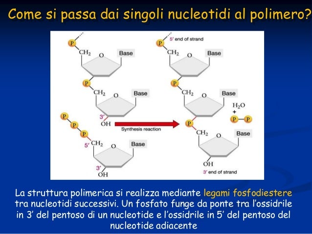 Il DNA: struttura, funzione e replicazione
