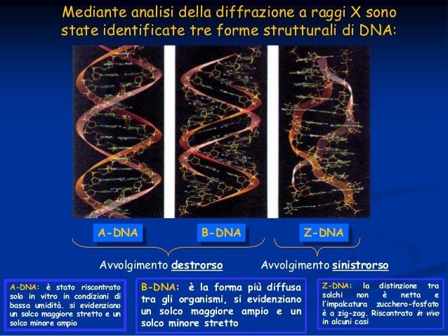 Il DNA: struttura, funzione e replicazione
