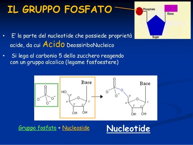 Il DNA: struttura, funzione e replicazione