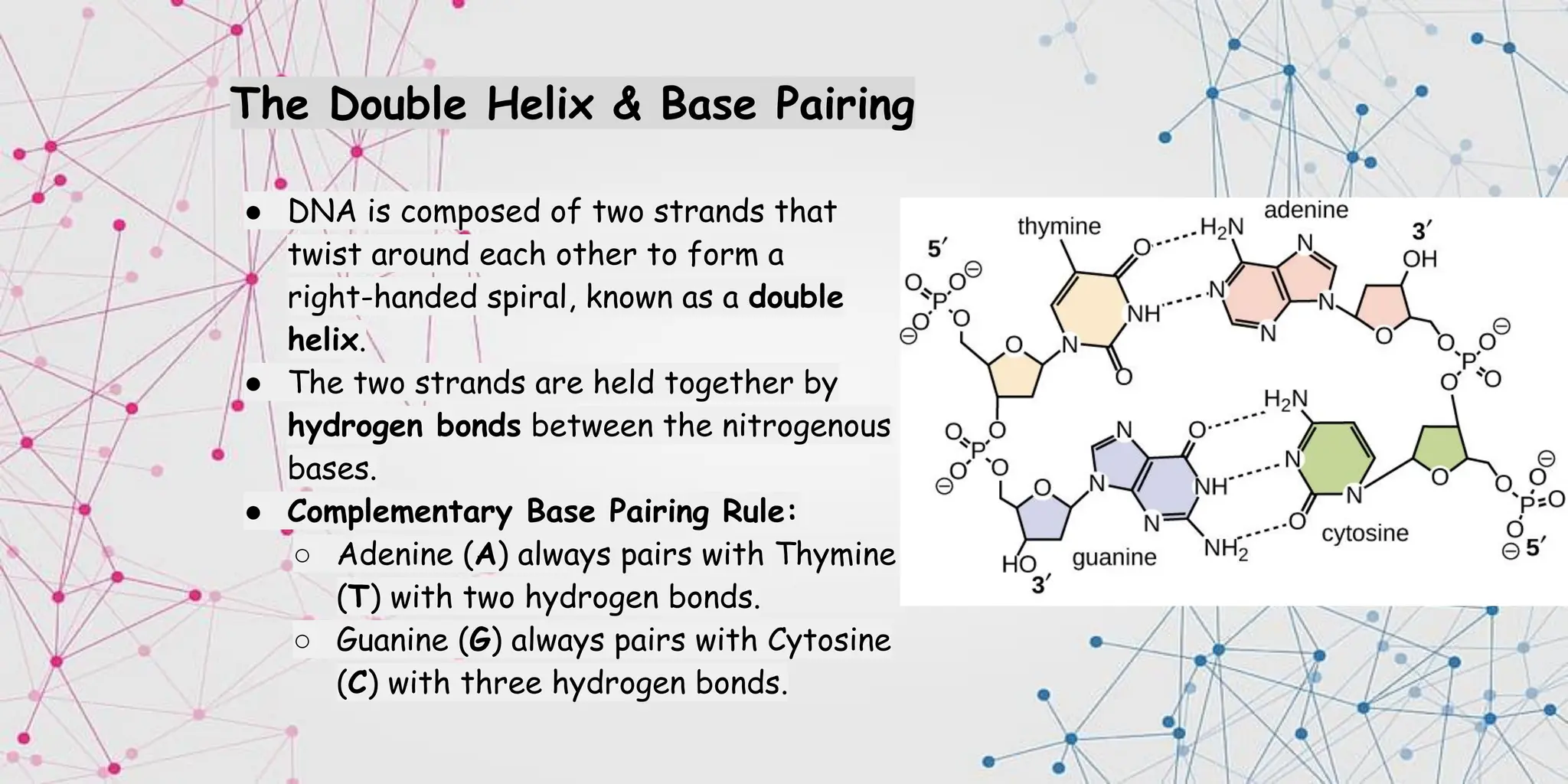 DNA sructure describing all thecomponents of dna.pdf