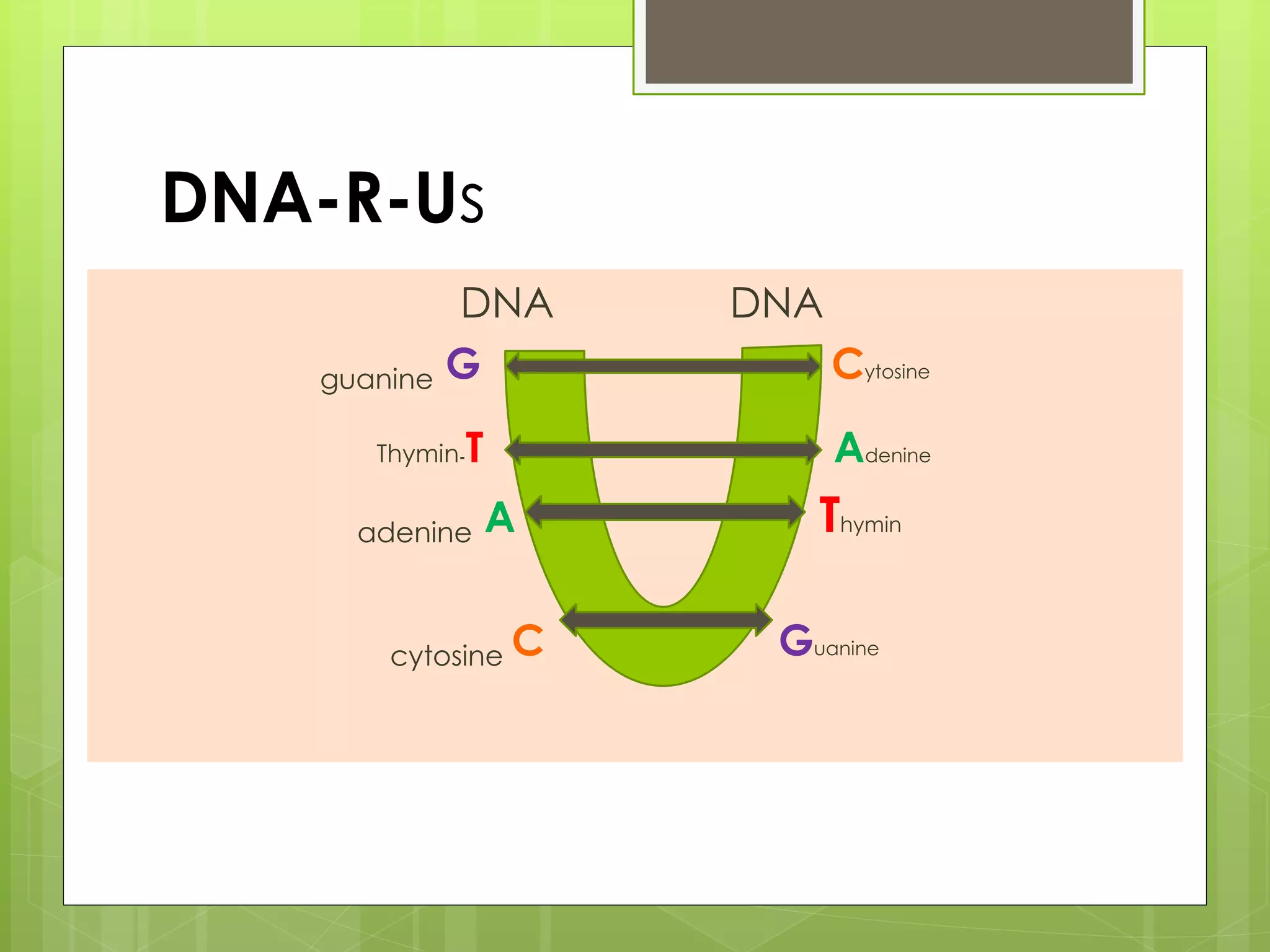 Dna struc my presentation | PPTX
