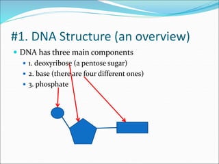 dnastructure-100505183000-phpapp02.presenatation | PPT