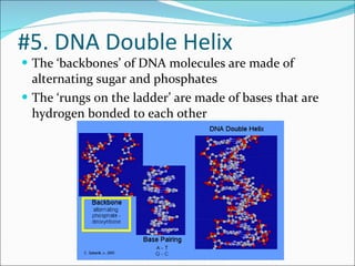 DNA Structure PowerPoint | PPT