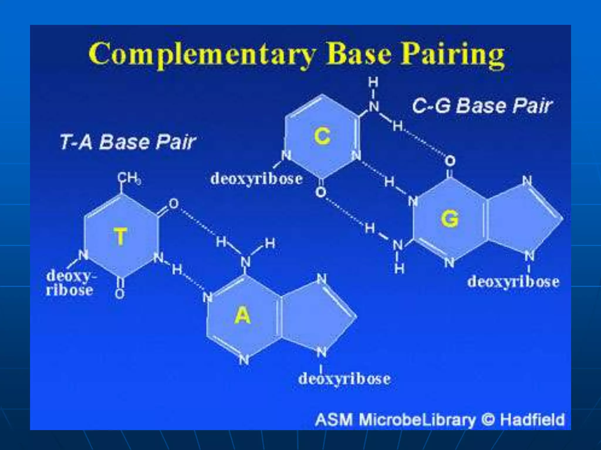 DNA structure | PPTX | Chemistry | Science