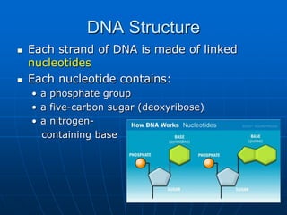 DNA structure | PPTX | Chemistry | Science