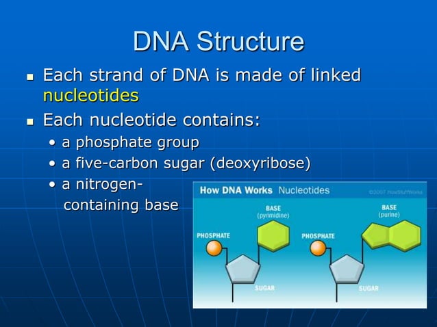 DNA structure | PPTX | Chemistry | Science