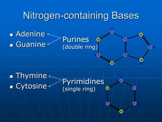 DNA structure | PPTX | Chemistry | Science
