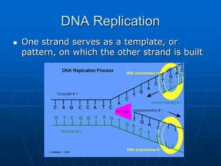 DNA structure | PPTX