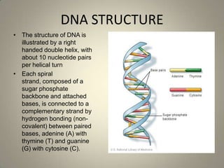 DNA Structure and Function (Diamsay, Mendoza)) | PPTX