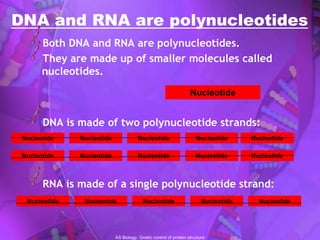 Dna structure | PPTX