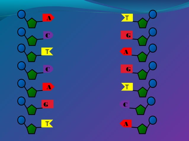 Dna structure | PPT