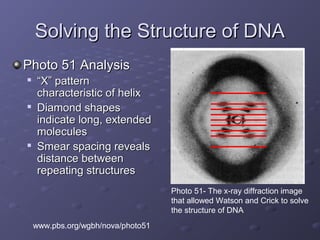 Dna structure | PPT