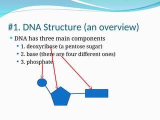 DNA Structure 34785325578964346.87rcdryes | PPT
