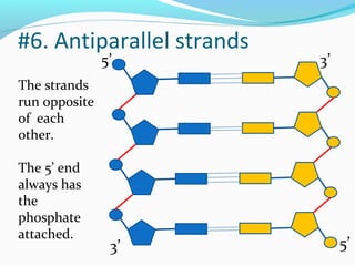 Structure of DNA | PPT