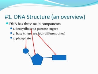 Structure of DNA | PPT