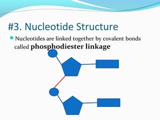 Structure of DNA | PPT