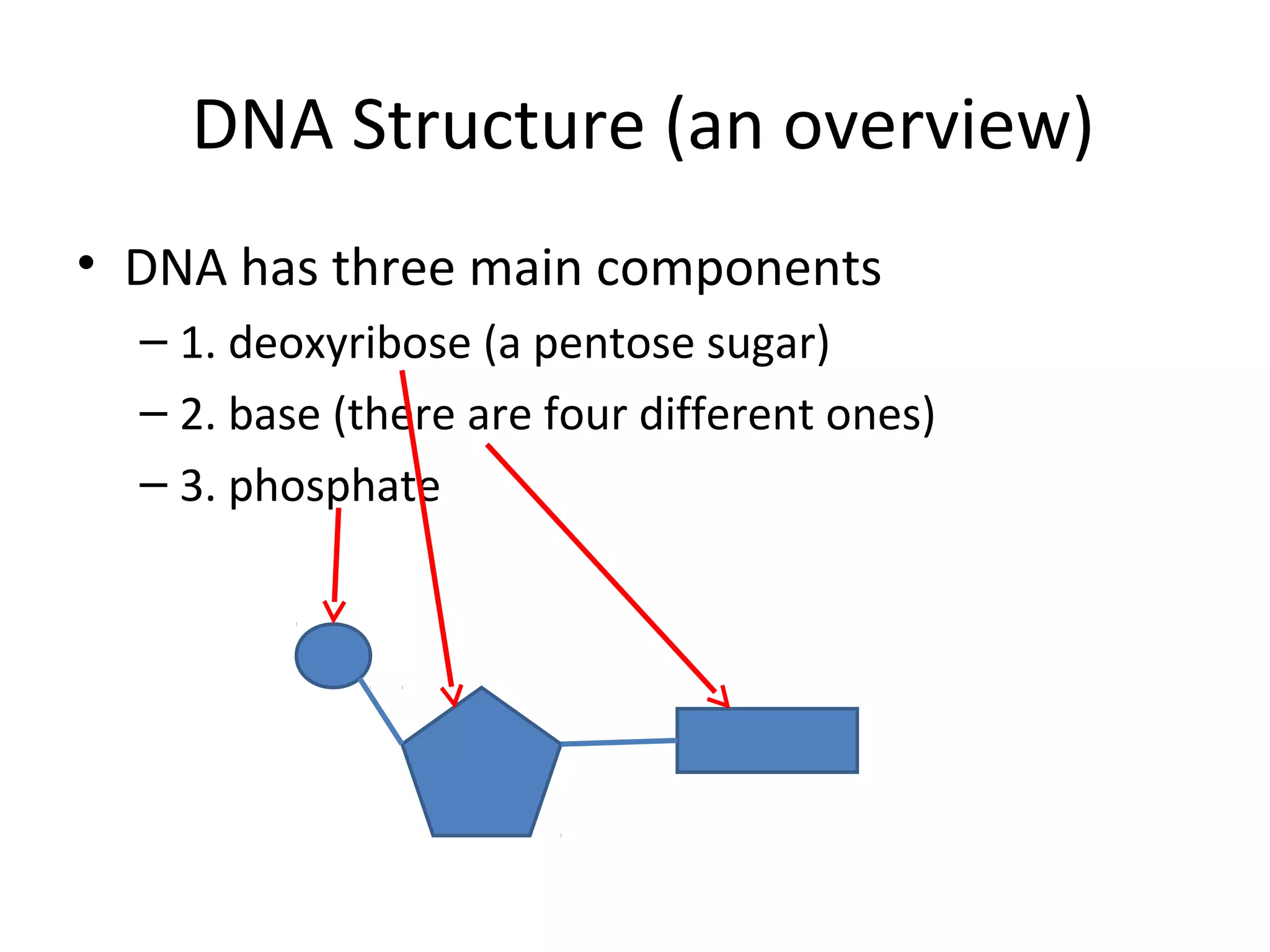 Dna structure | PPT