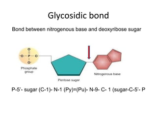 Dna structure | PPT