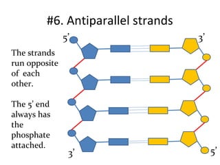 Dna structure | PPT