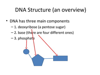 Dna structure | PPT
