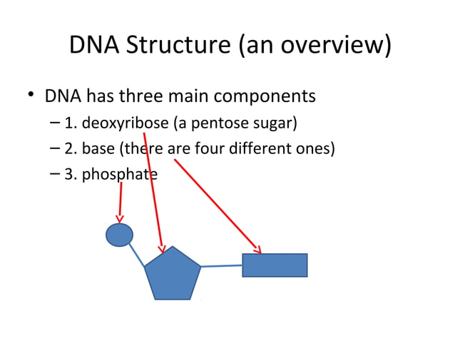 Dna structure | PPT