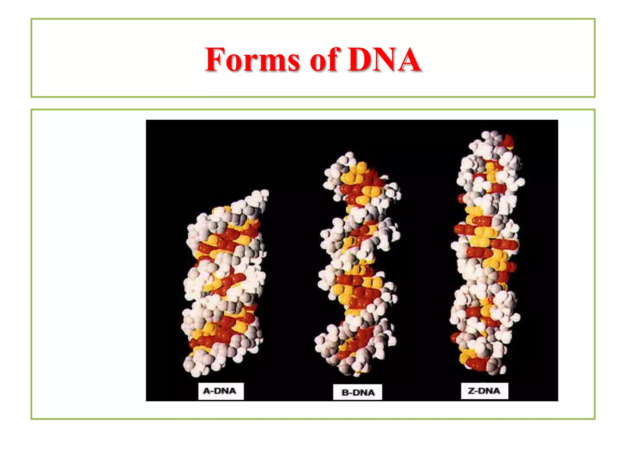 Dna structure | PPTX