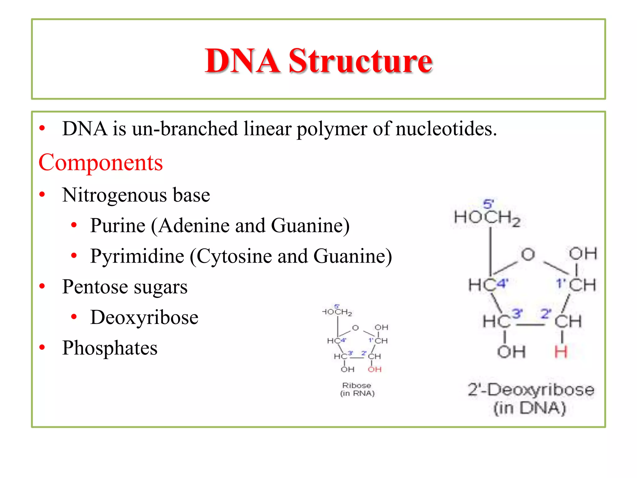 Dna structure | PPTX