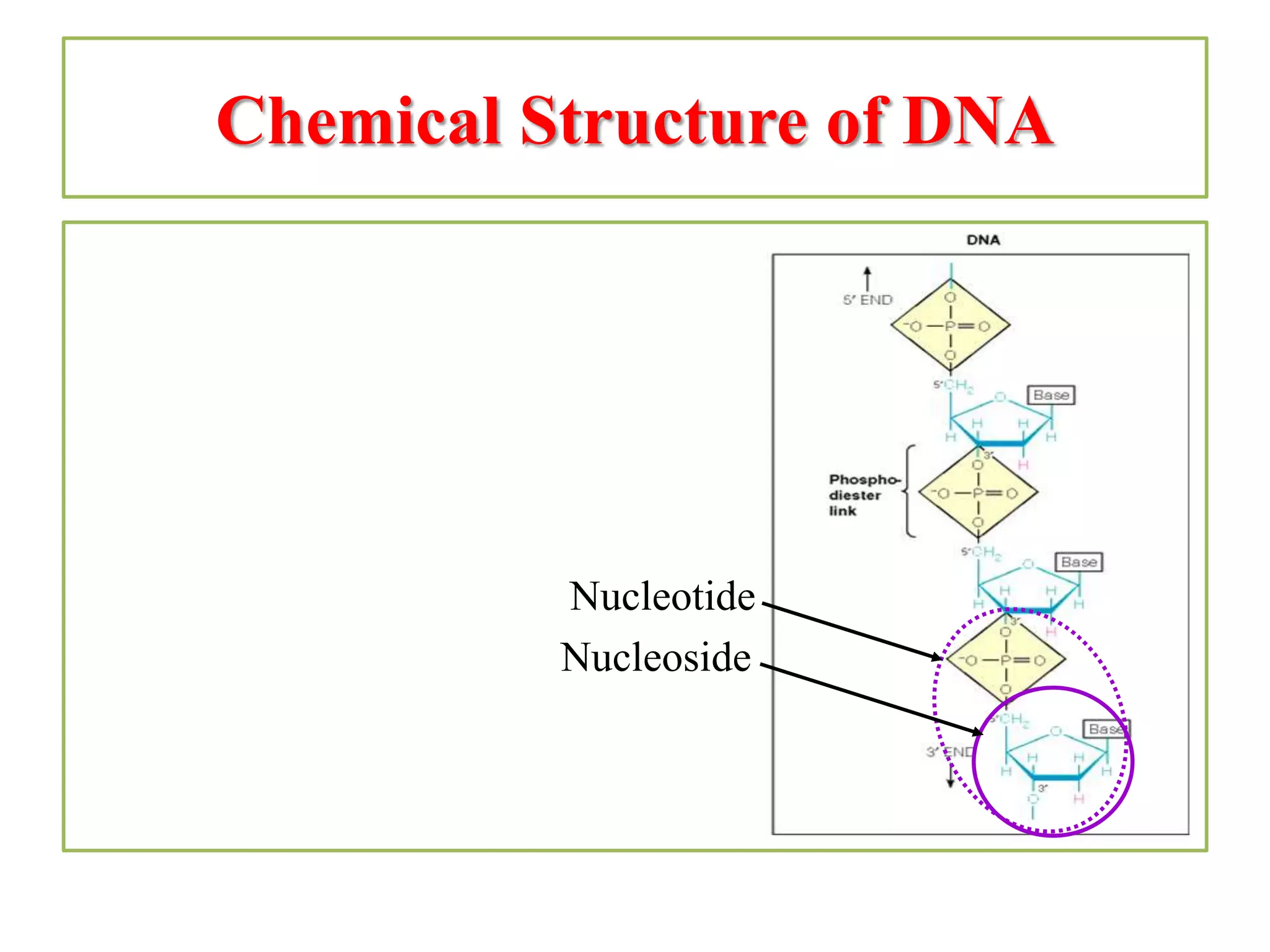 Dna structure | PPTX