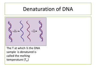Dna structure | PPTX