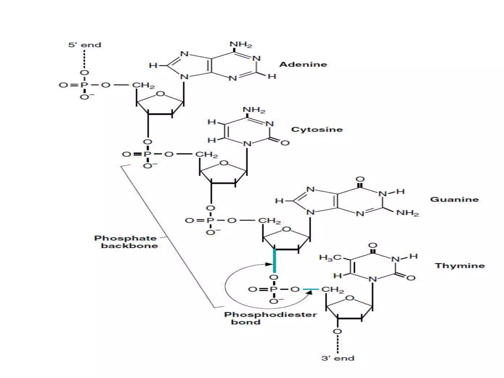 DNA structure, the bonds involved and it seperation | PPTX