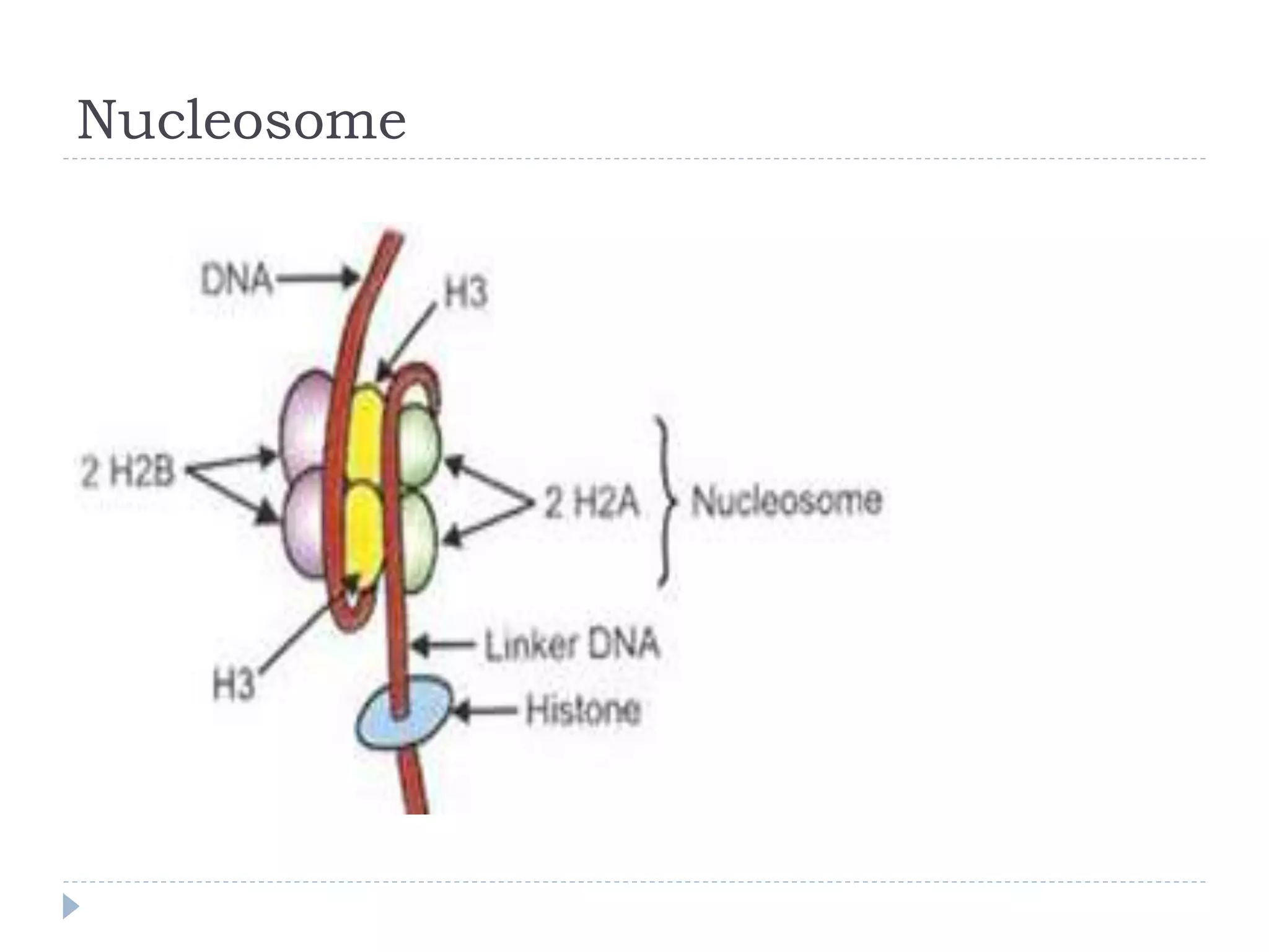 DNA structure, the bonds involved and it seperation | PPTX
