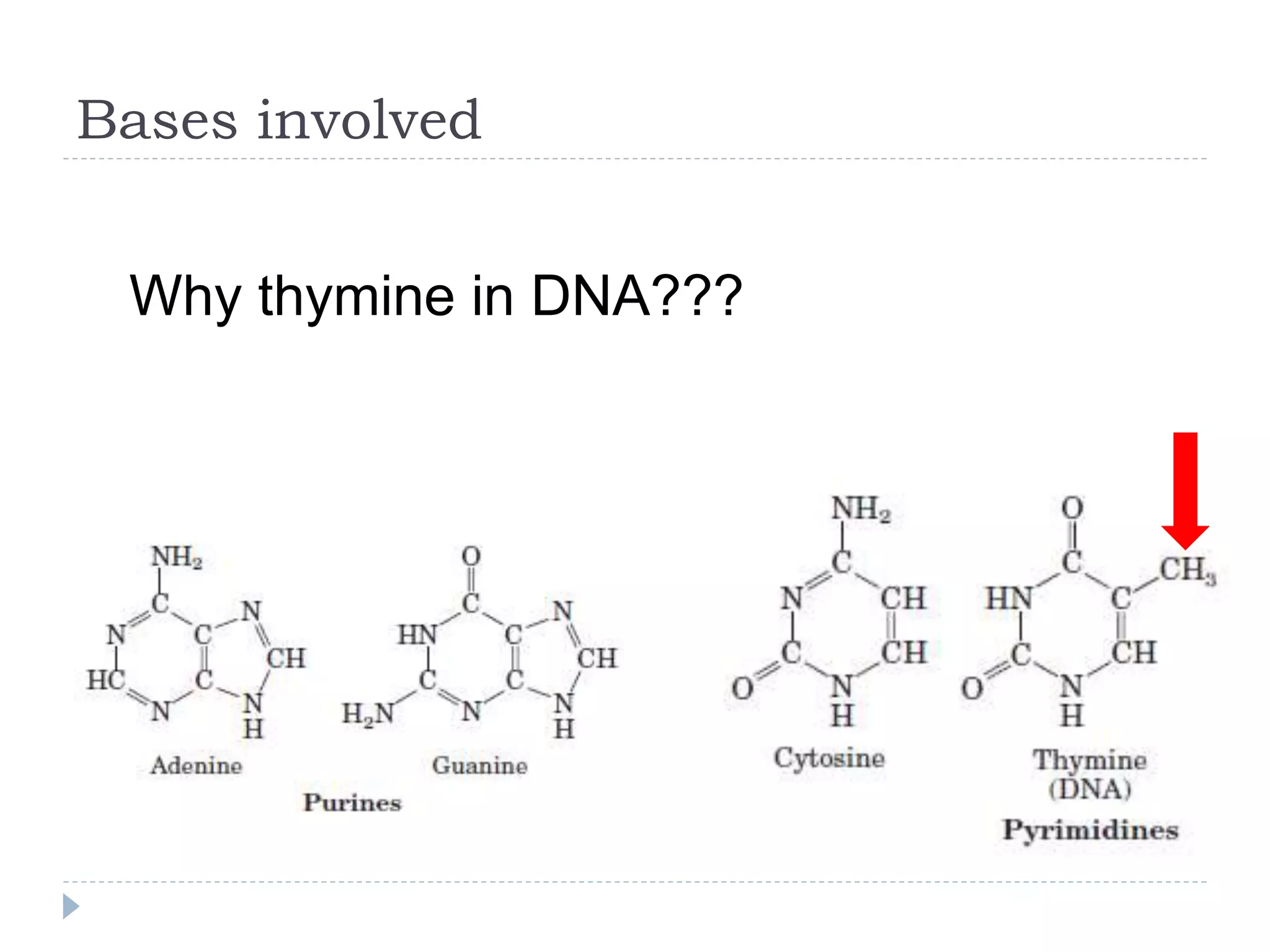 DNA structure, the bonds involved and it seperation | PPTX