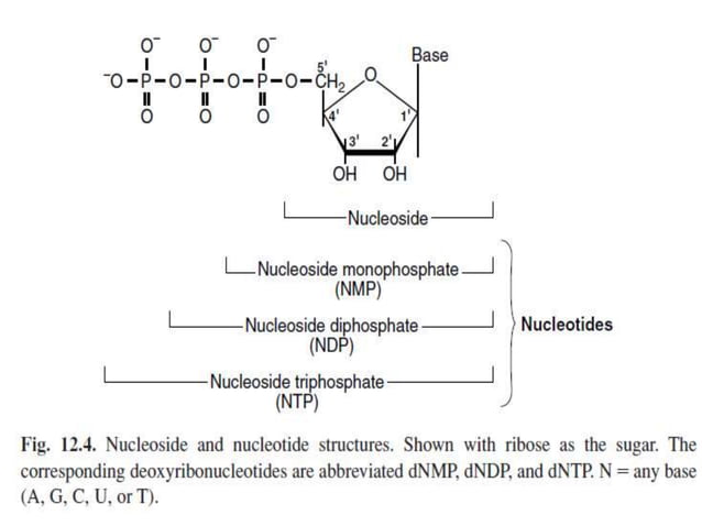 DNA structure, the bonds involved and it seperation | PPTX