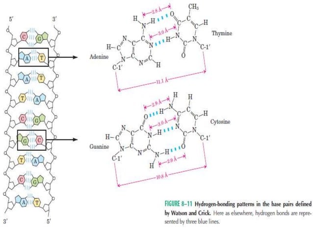 DNA structure, the bonds involved and it seperation | PPTX