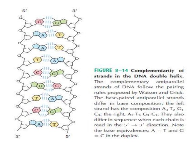 DNA structure, the bonds involved and it seperation | PPTX