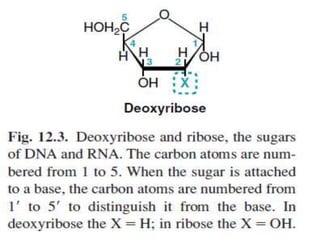 Dna Model Carbon