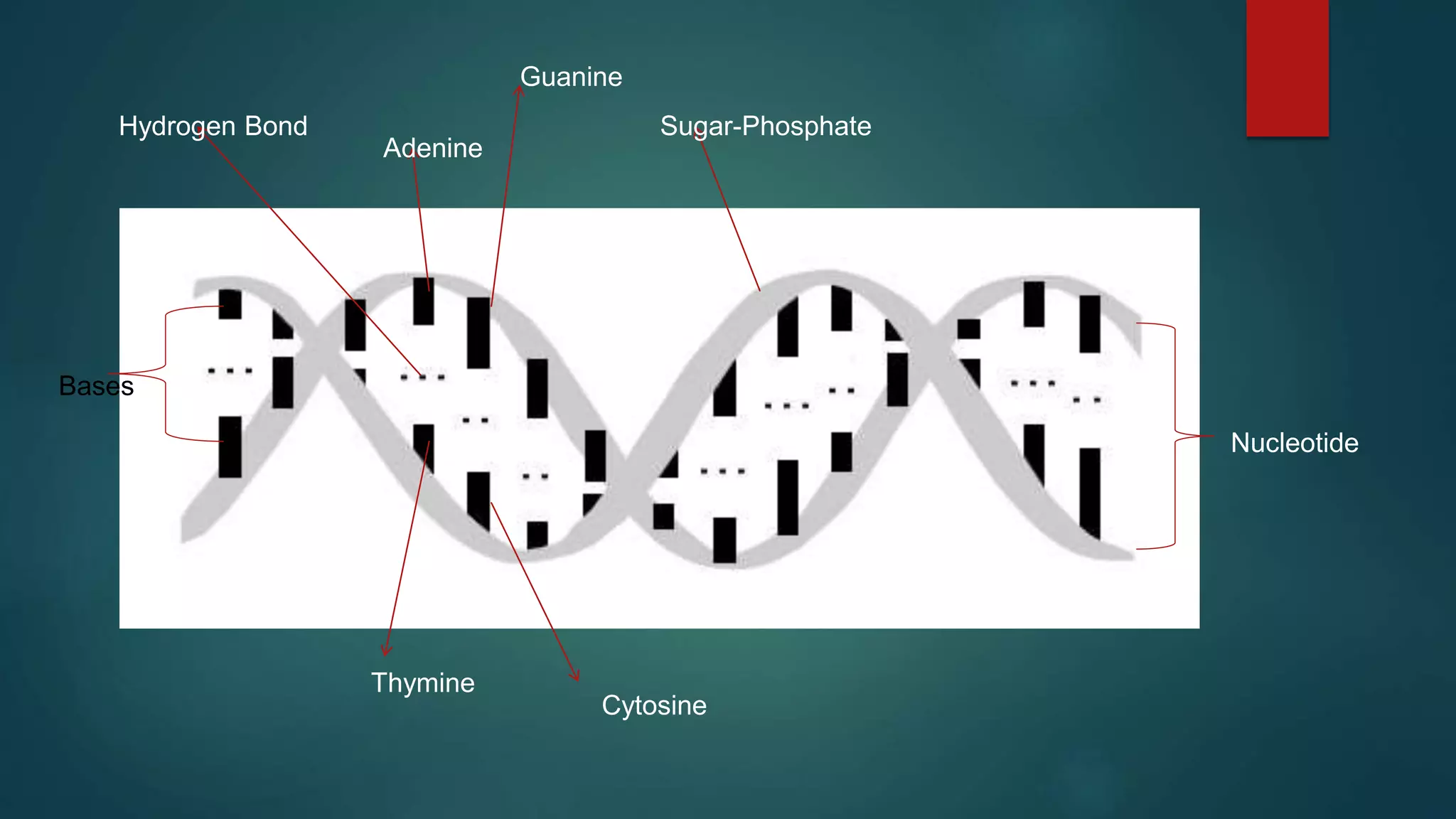 Dna structure | PPTX