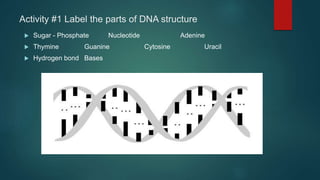 Dna structure | PPTX