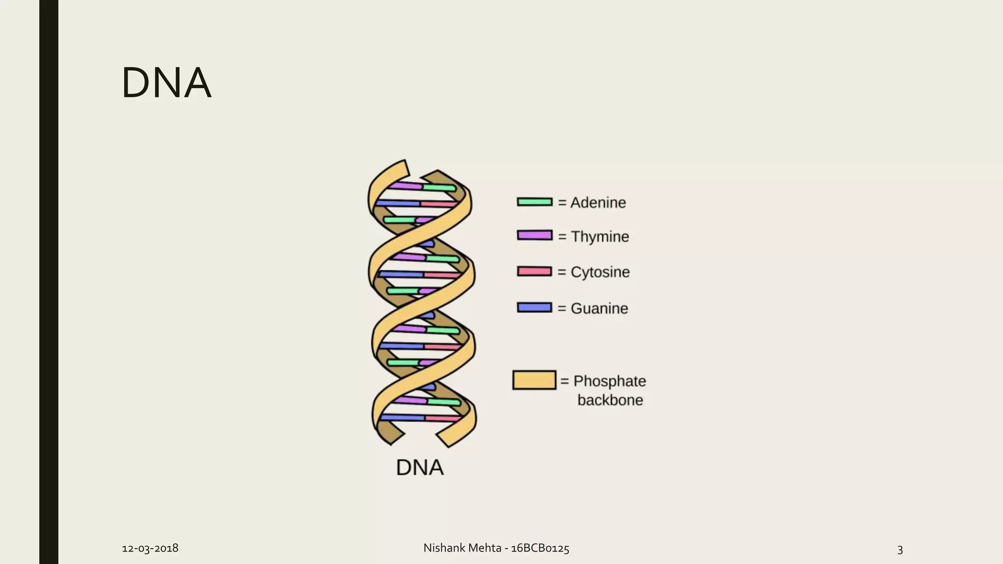 DNA Structure | PPT