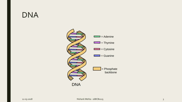 DNA Structure | PPT