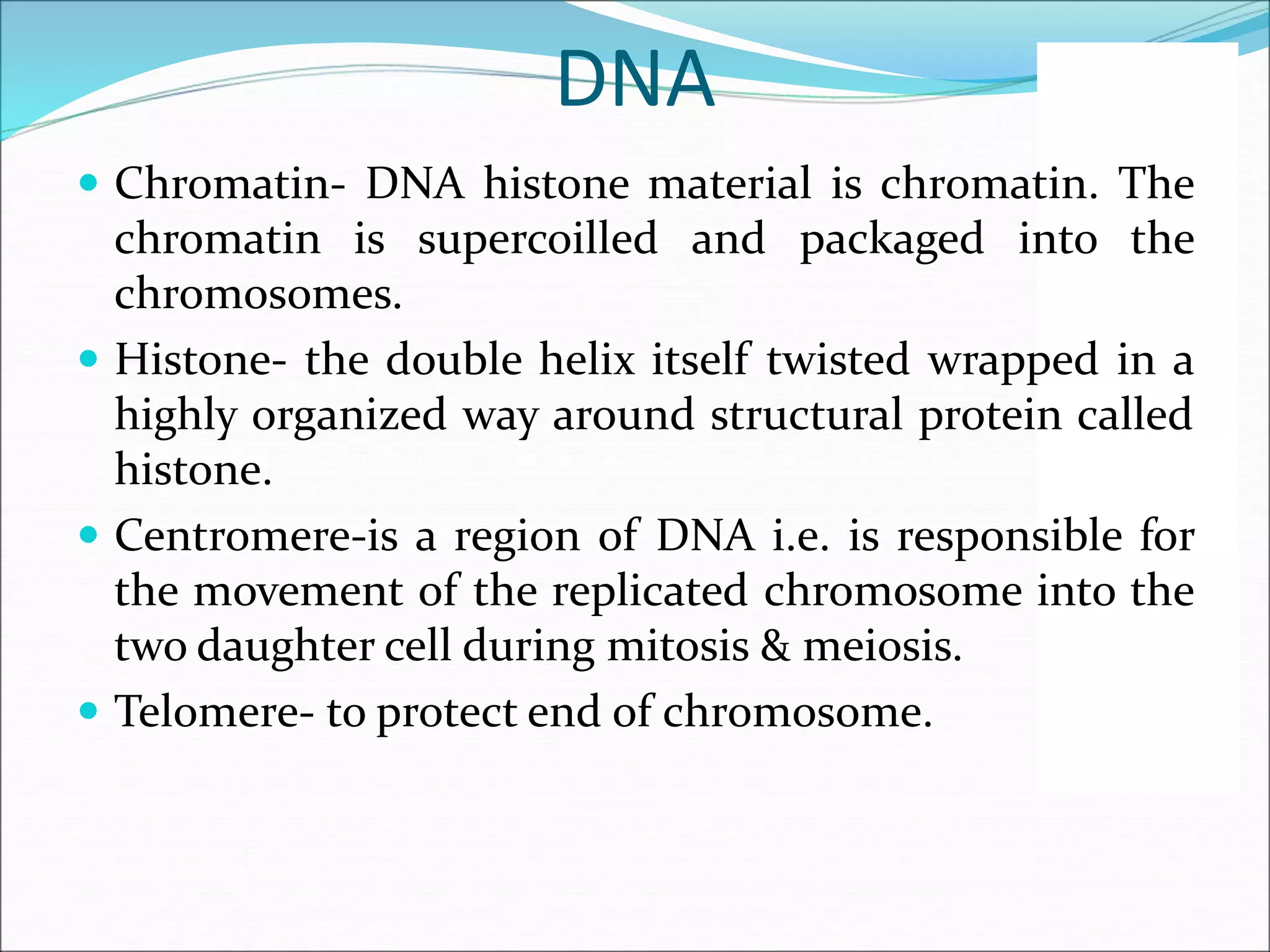 DNA structure | PPT