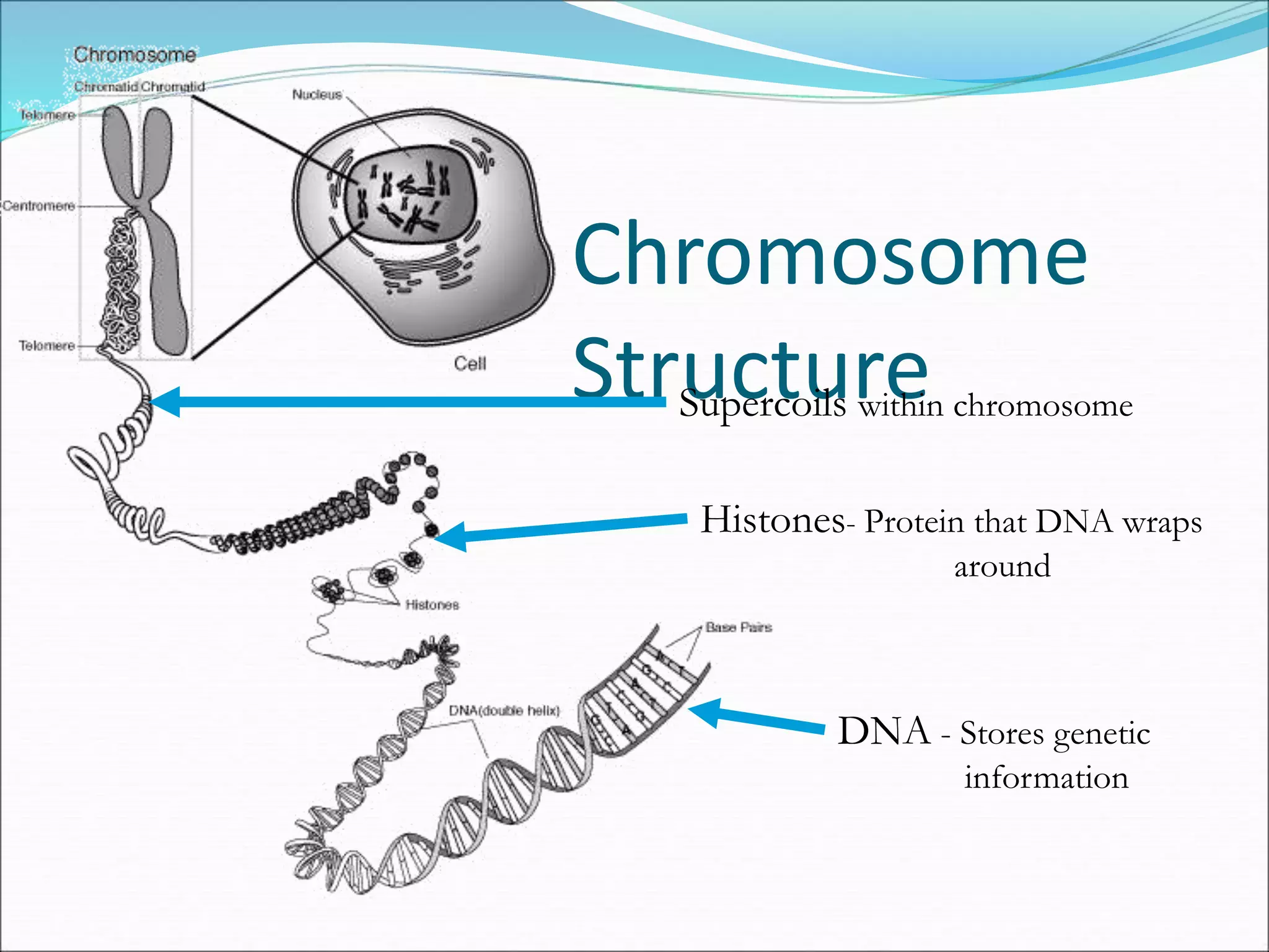 DNA structure | PPT